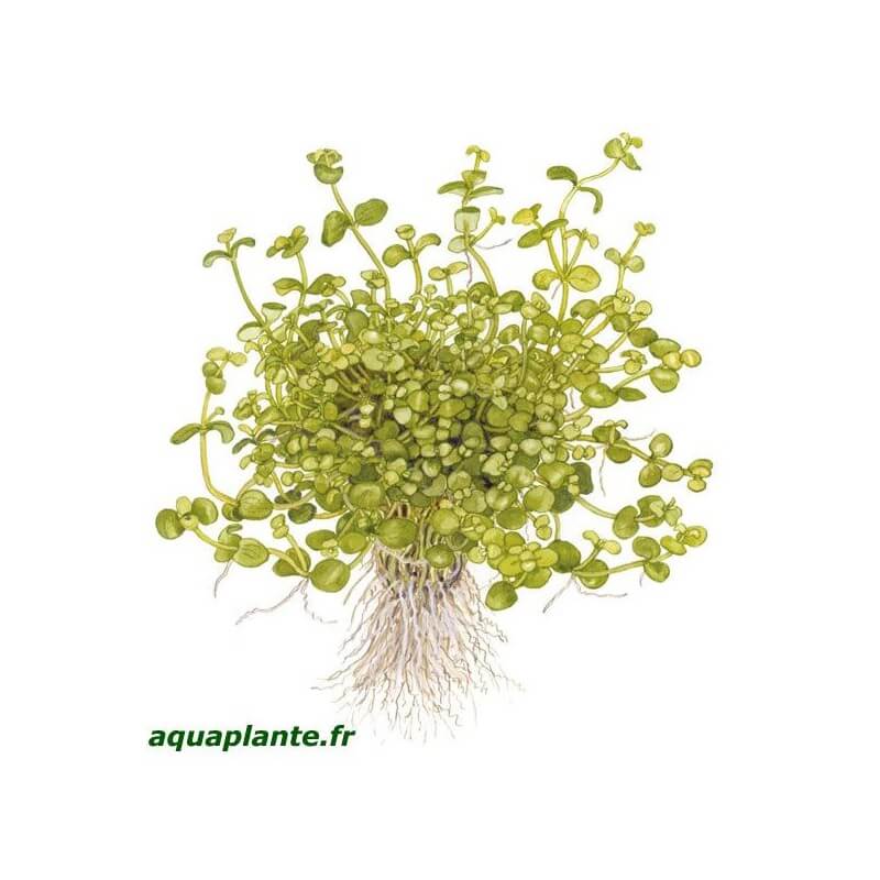 Bacopa Australis Tropica - Aquaplante