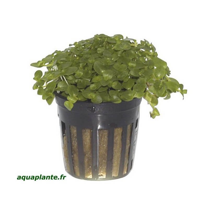 Bacopa Australis Tropica - Aquaplante