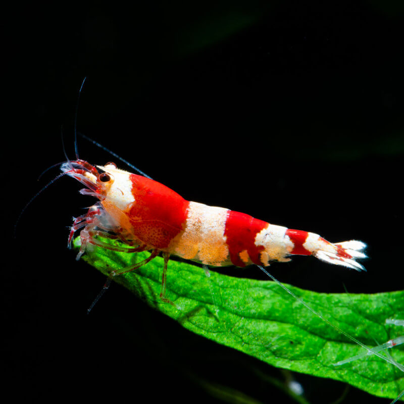 Crevette Caridina Cantonensis Red Crystal Grade A-S - Aquaplante
