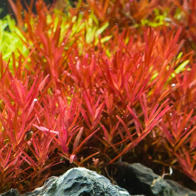 Rotala Colorata