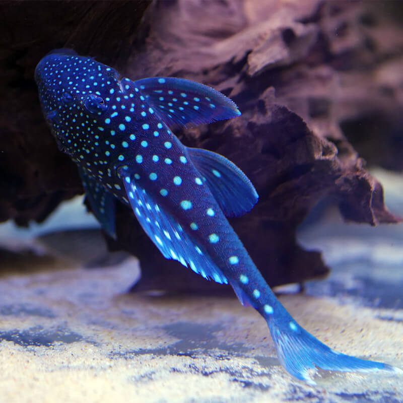 Blue Phantom Pleco