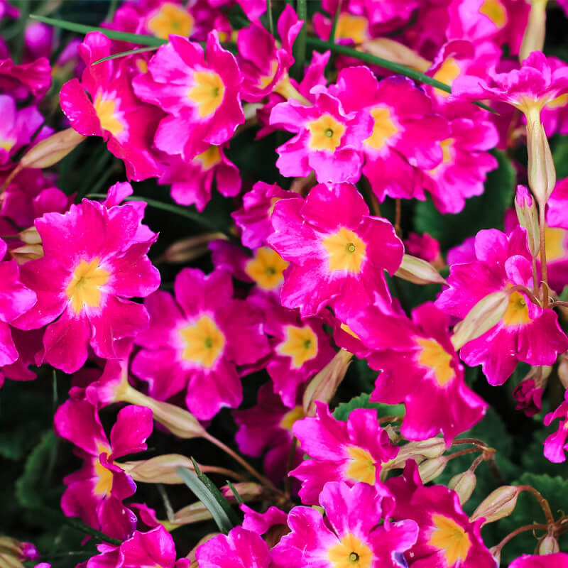 Primula rosea - Primevère rose POT DE 9cm - Aquaplante