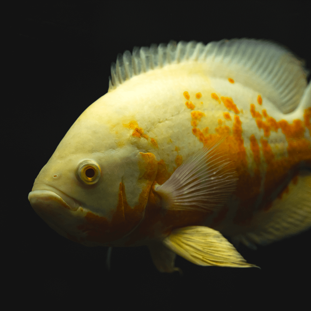 Poisson Oscar Astronotus Rubroocellatus Rio Negro Aquarium Glaser