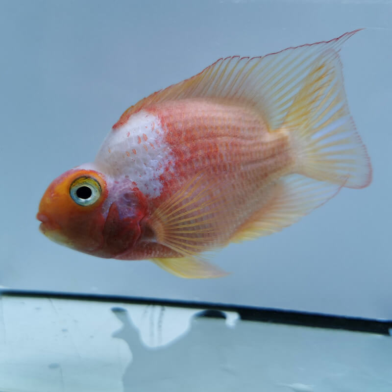 Cichlasoma sp. red and white Parrot - Cichlidé perroquet 10-12cm ...