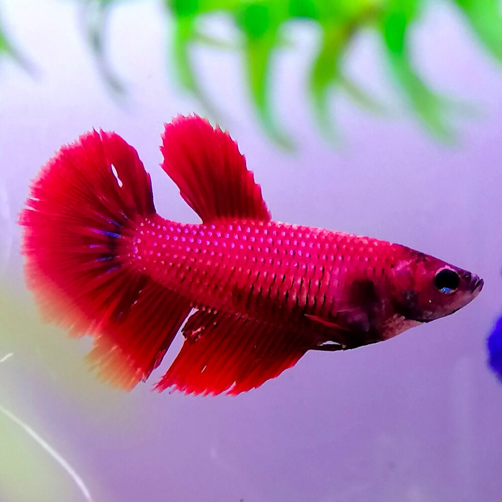 Poisson Betta Femelle Rouge Poisson Combattant Brownorum Rouge à