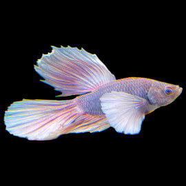 Bettas - Combattants (2) - Aquaplante