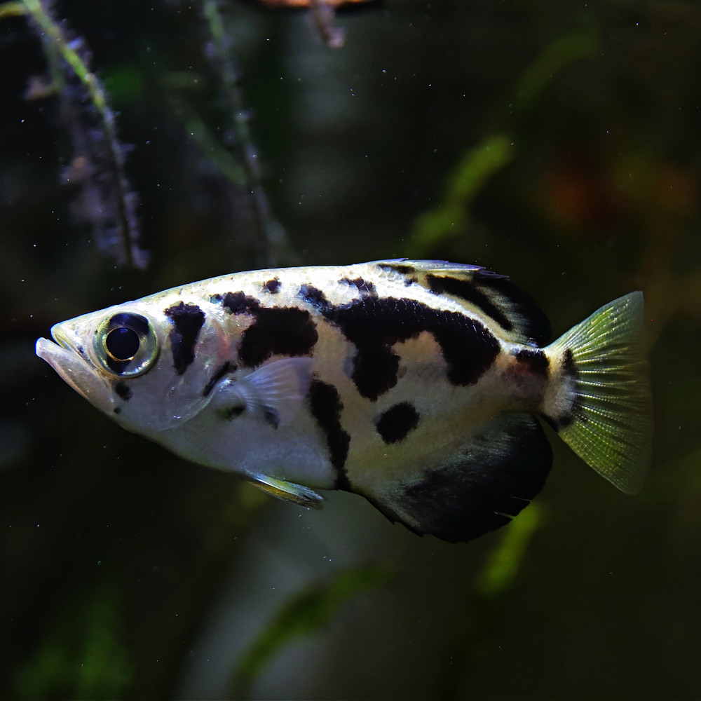 Habitat Du Poisson Archer