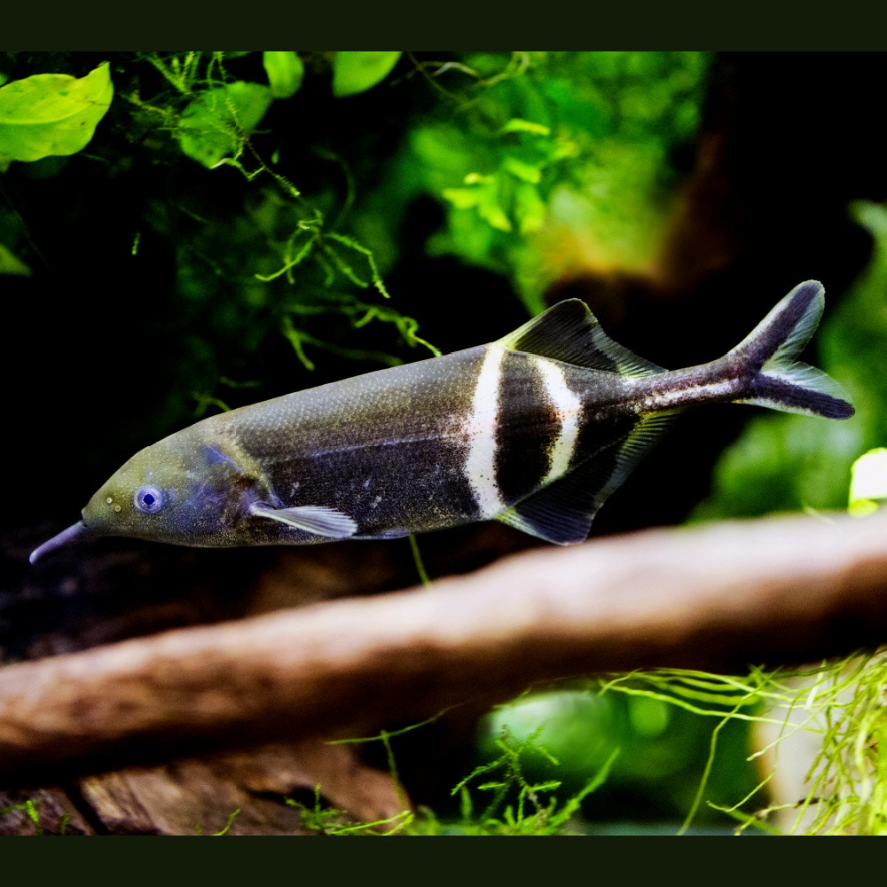 Poisson Dauphin