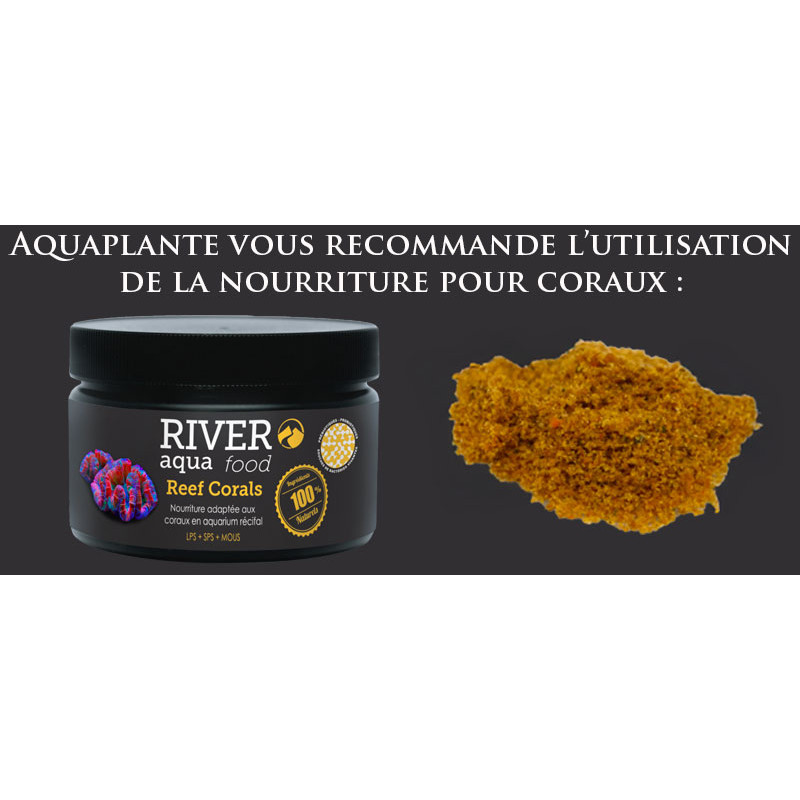 Corail pour aquarium - Lobophyllia SP. Orange LPS