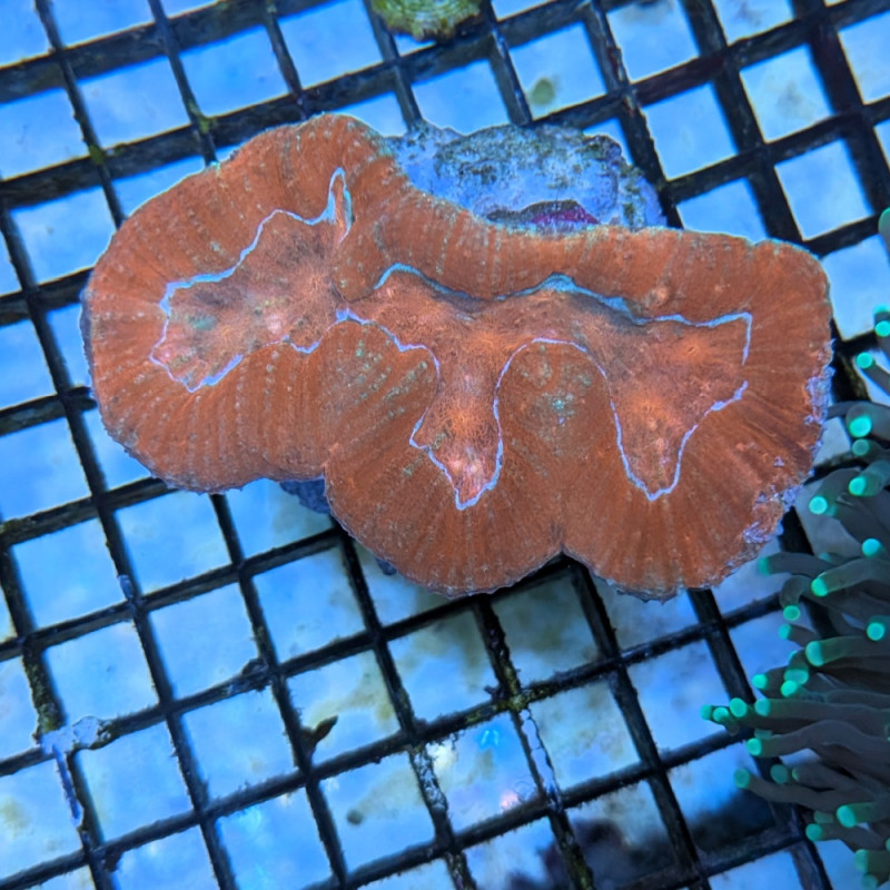 Corail pour aquarium - Lobophyllia SP. Orange LPS