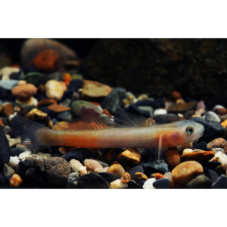 Gobie coloré (Sauvage - Indonésie) - Sicyopus rubicundus