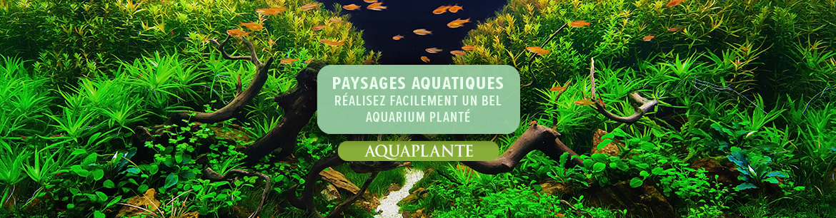 Aquaplante : Plantes Aquarium & matériel Aquarium : Pompe, Filtre ...